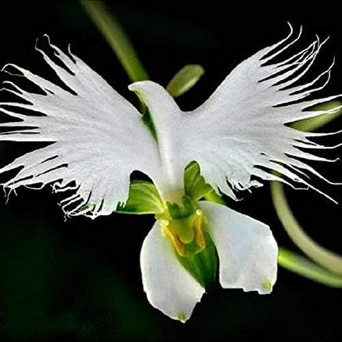 Rarest Orchids In The World