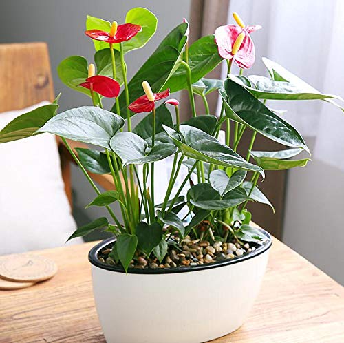 VISHWASAI Anthurium Indoor Hydroponic Flowers Home Garden Potted ...