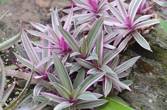 Gachwala Rhoeo (Rhoeo Spathacea) Variegated Live Plant -Tri Color, Air ...