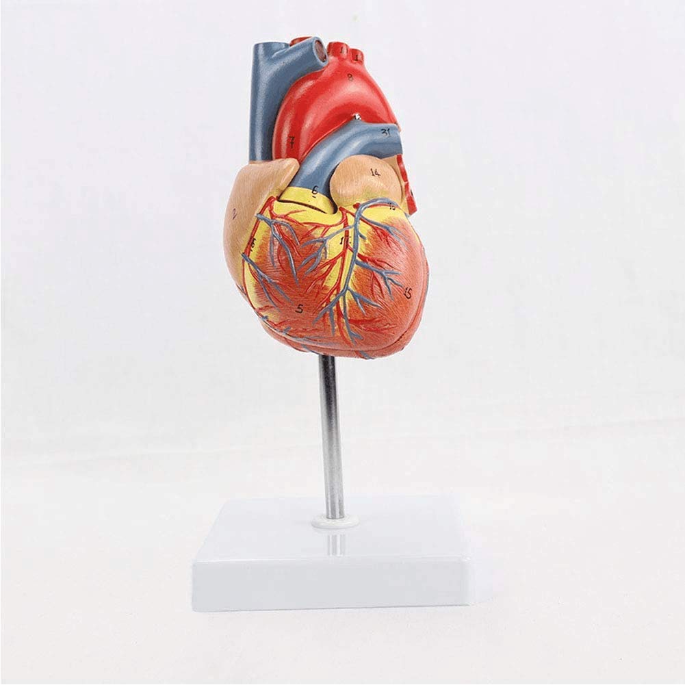 Lnddp Human Heart Model 2 Part Detachable Heart Anatomical Model ...