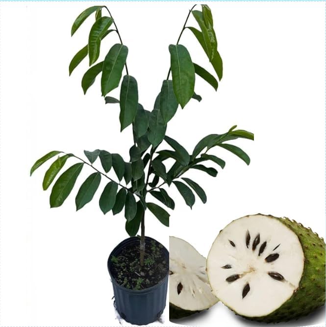 Amazon.com : Live Soursop Tree Plant Guanabana Fruit Tree Annona ...