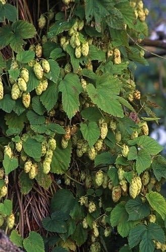 Humulus lupulus Cascade Hops Vine Seeds! : Amazon.ca: Patio, Lawn & Garden
