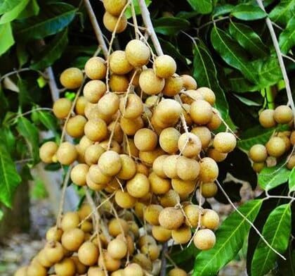 Cloud Farm Live Rare Dwarf Longan Fruit Plant, Thailand Variety Healthy ...