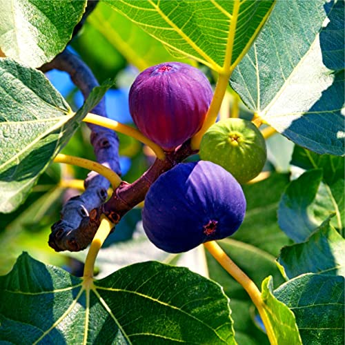 Best Fig Tree Seeds: Grow Your Own Delicious Figs at Home - Totally ...