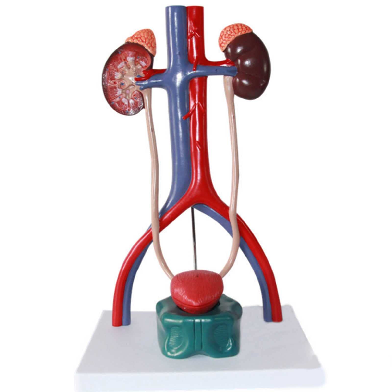 Urinary System Model Tall Anatomy Model Of Male Urinary System ...