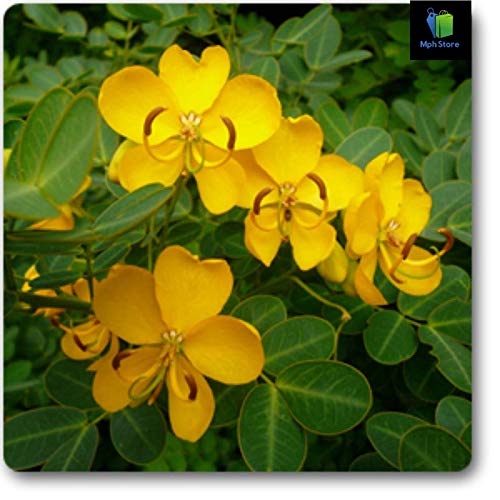 Mphmi Indian Senna - Plant : Amazon.in: Garden & Outdoors