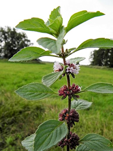 Mentha arvensis - How to grow & care