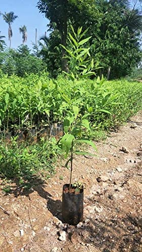 exotic karnataka pushpa style white sandal wood plant : Amazon.in ...