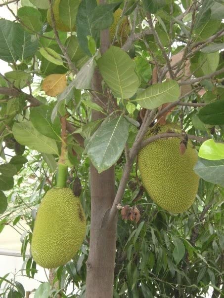 GENUINE THAI (PINK) JACKFRUIT LIVE PLANT : Amazon.in: Garden & Outdoors