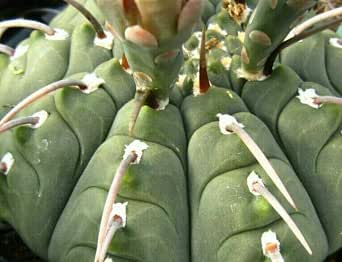 Amazon.co.jp: Medium Cactus Seed Battery, 10 tablets : DIY, Tools & Garden
