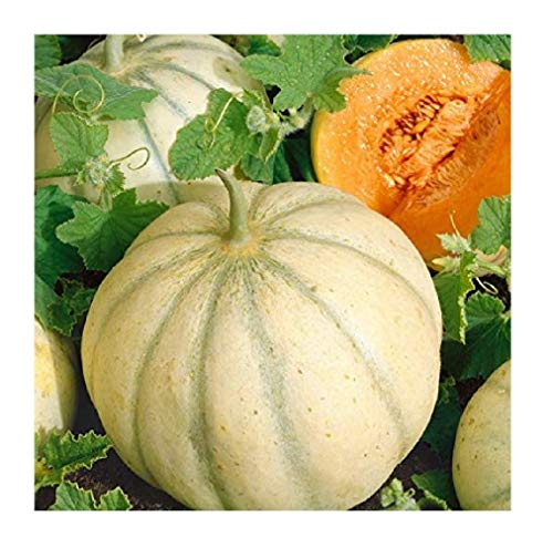 Charentais melon - How to grow & care