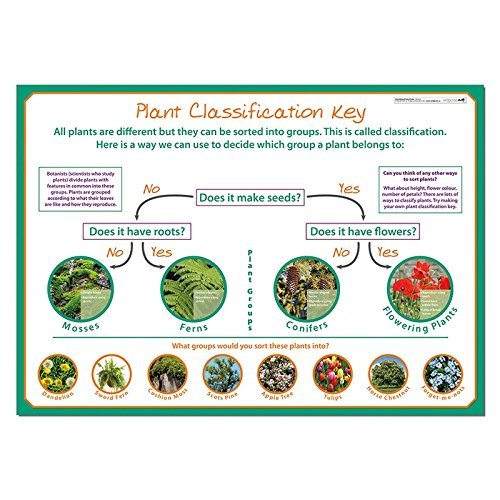 Wildgoose Education SC1111 Classifying Plants Poster – BigaMart