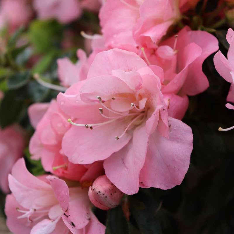 Amazon.com : Double Pink Azalea Plant Live, Rhododendron Live Plant ...