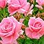 Perennial,Multicolor Rose Bulbs,for Stunning Garden Displays-1 Bulb-A ...