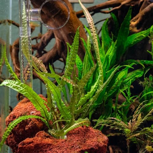 Amazon.com: SubstrateSource Cryptocoryne Live Aquarium Plants ...