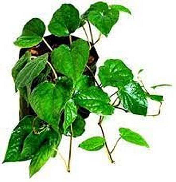 Creative Farmer Imported Rare Medicinal Betel Leaf Piper Betle Magai ...
