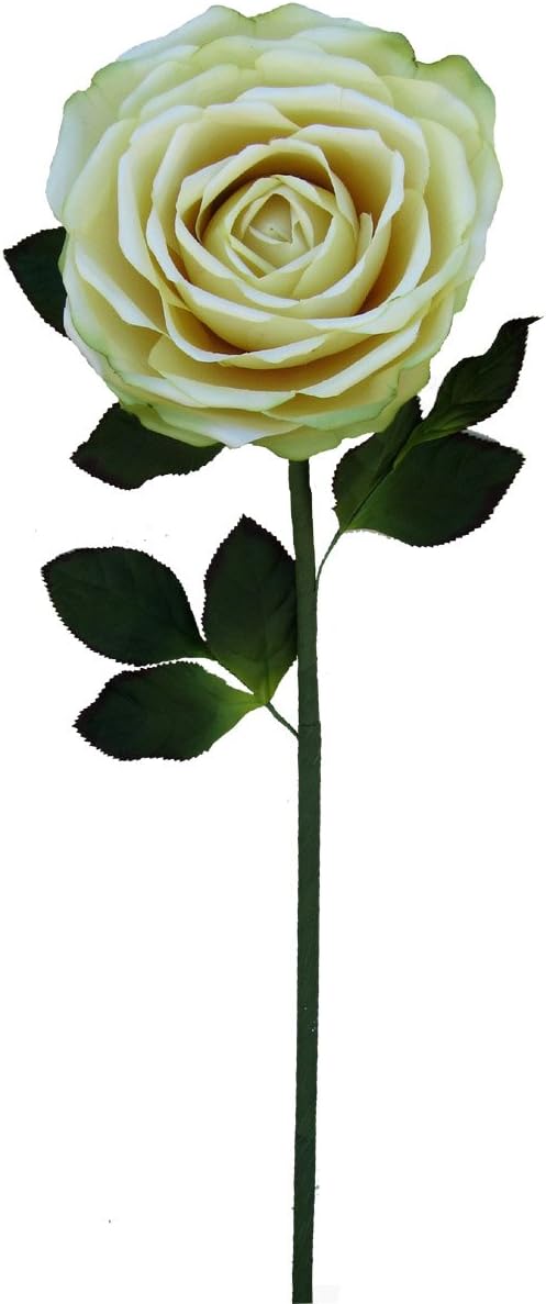 Amazon.com: Pacific Sunshine Giant Rose Stem, Cream-Green : Home & Kitchen