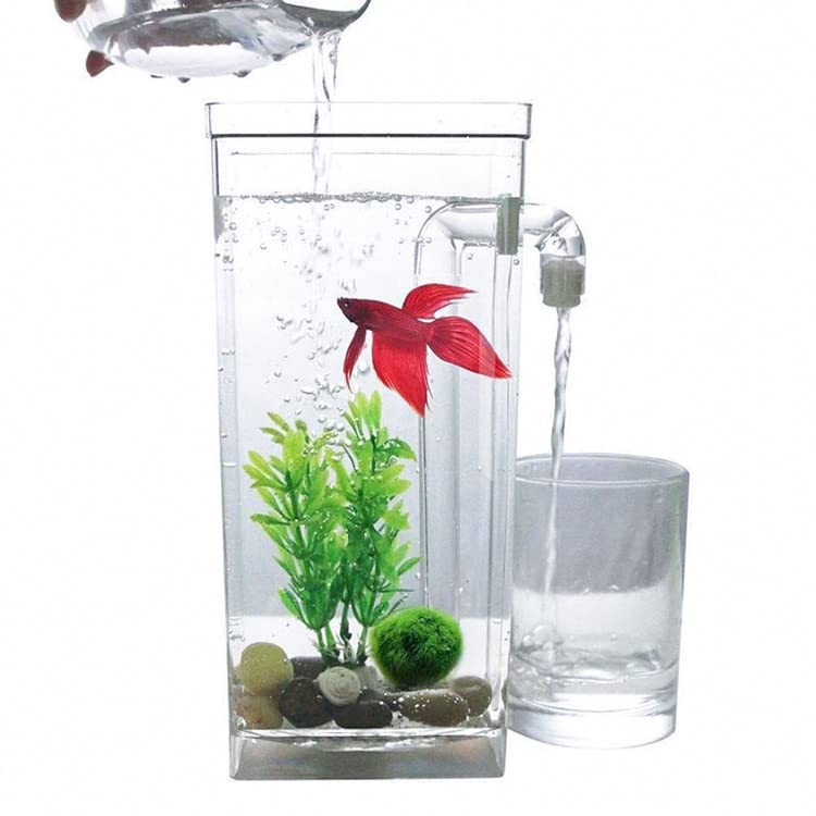 Top 10 Best Fish For Office Aquarium : Reviews & Buying Guide - Katynel