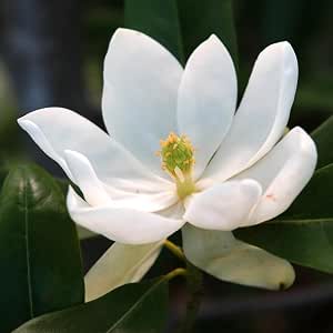 Amazon.com : Sweetbay Magnolia Tree Live Plant 8 to 14 Inch Height ...
