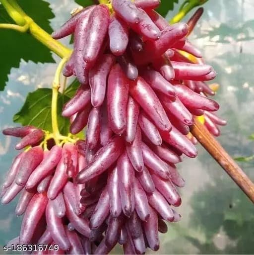 Bhumi Enterprise Seed Less Red Finger Grape Plant,Long Lal Angoor,Very ...