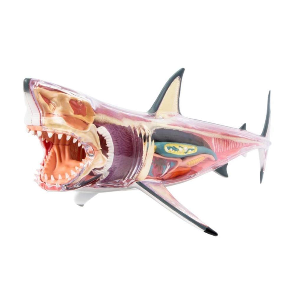 Buy Educational Model Great White Shark Anatomy Model - Detachable 20 ...