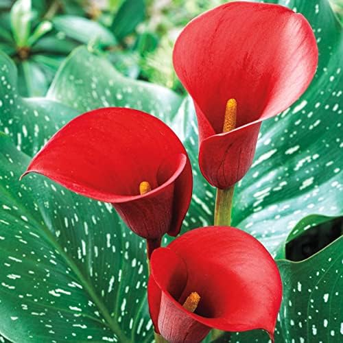 Amazon.com : BRECK'S - Red Alert Calla Lily Summer Flowering Dormant ...