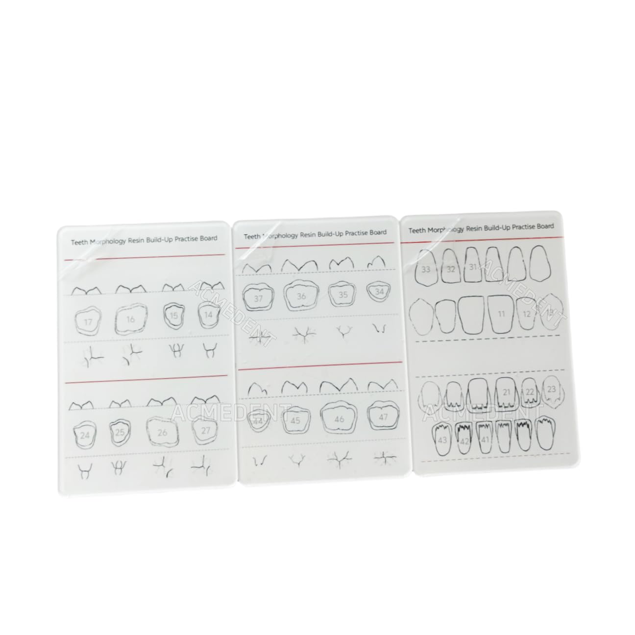 Amazon.com: Dental Wax Teeth Molding Model Dentist Student Composite ...