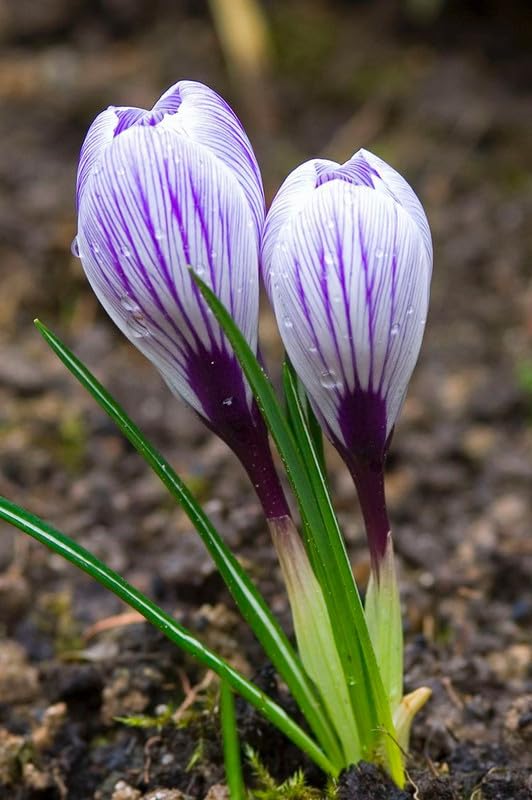 Ritz Farming® Crocus flower bulbs | lite purple Crocus flower bulbs for ...