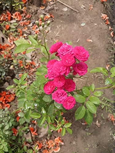 Seedtrees Exotic Green Bird of Paradise(Strelitzia nicolai) Real Live ...