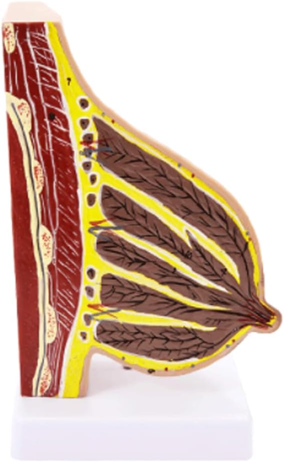 Funktionelles Lehrmodell Brust Anatomie Modell Anatomie Brustmodell ...