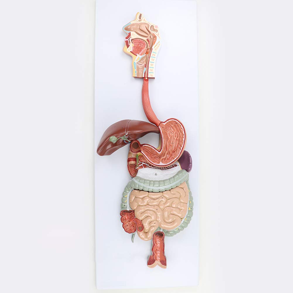 Buy Human Digestive System Model, Nasal Cavity Oral Cavity Throat ...