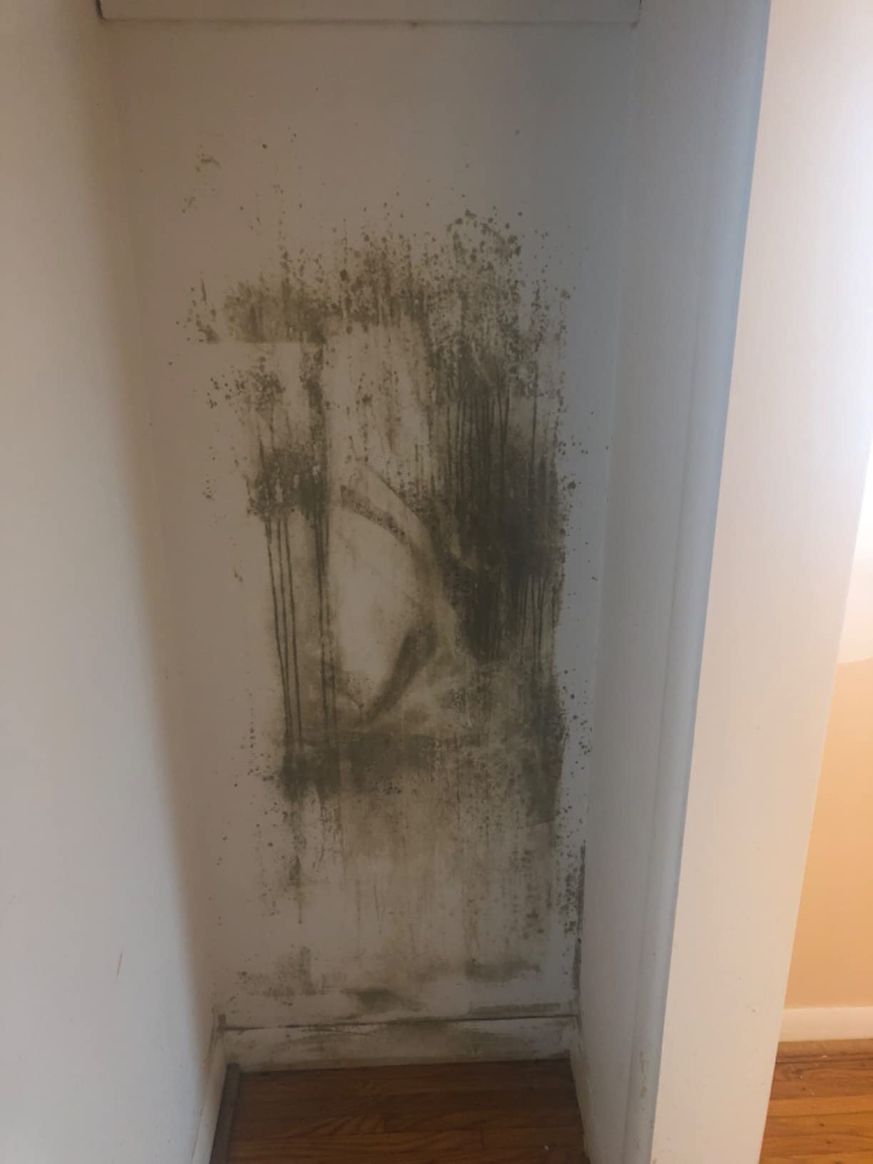 Amazon.com: Concrobium 4251035 Mold Stain Eraser Packet, 3.5 oz ...