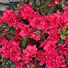 Amazon.com : Red Formosa Azalea | 20 Live Plants | Rhododendron Formosa ...
