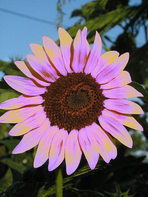 Ritz Farming® Sunflower Pink Color Flower Seeds For Your Garden |flower ...