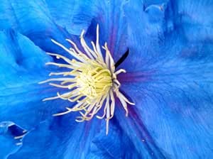 Amazon.com: Acrylic-Mounted Artwork by Anna McAlister: Blue Burst ...