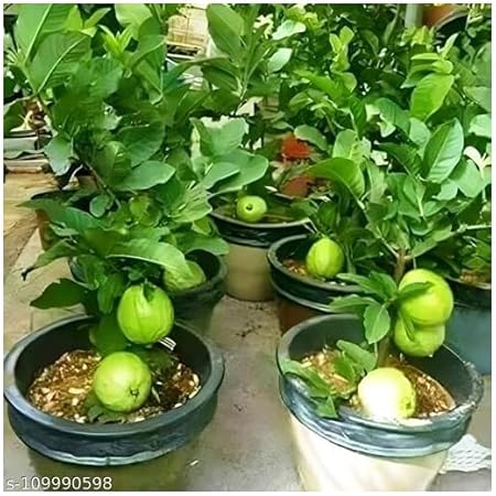 Lakshita Hybrid Seedless Sweet Jamrukh/Guava Amrud Natural Organic ...
