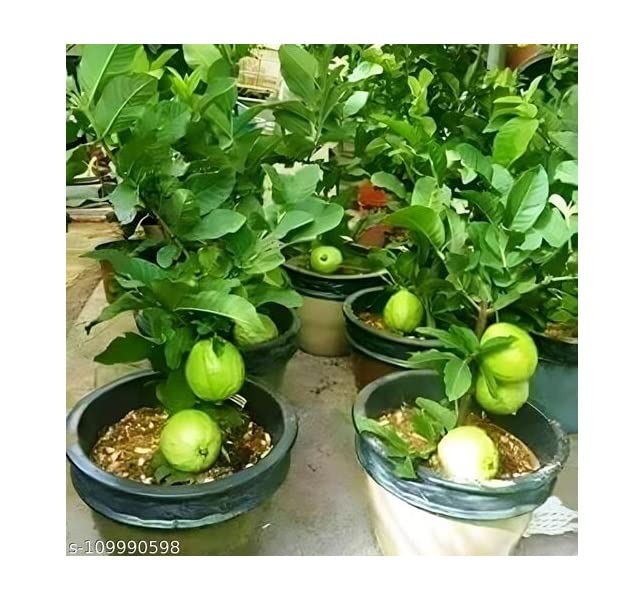 Lakshita Hybrid Seedless Sweet Jamrukh/Guava Amrud Natural Organic ...