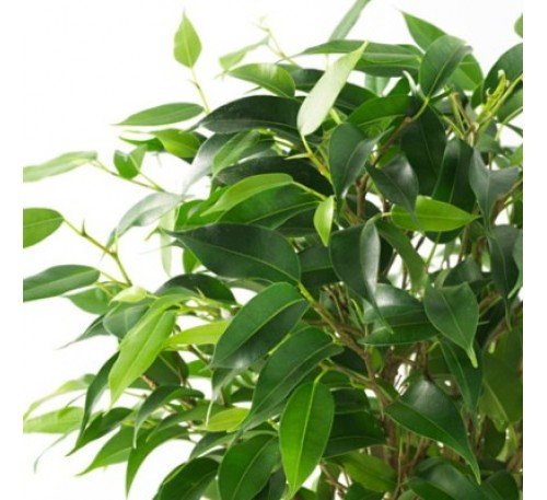 Plantsworld Ficus benjamina - Ficus Black Live Plant : Amazon.in ...