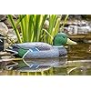 Amazon.com : PondH2o Floating Mallard Duck Pair Pond Décor Contains One ...