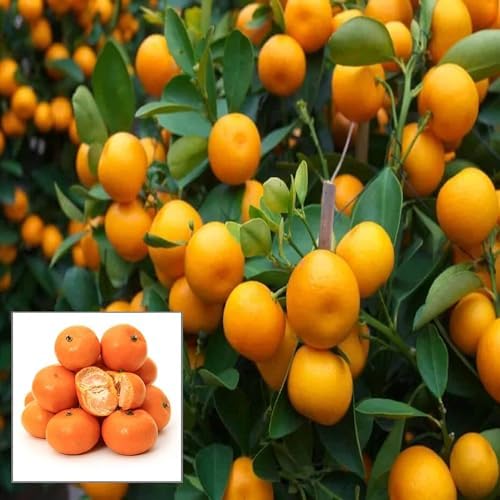 ONLINE PLANT BAZAR Original Sweet China Orange Komla Santra Lemon Fruit ...