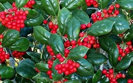 Amazon.com : Dwarf Burfordi Holly Ilex | 3 Extra Large 3 Gallon Plants ...