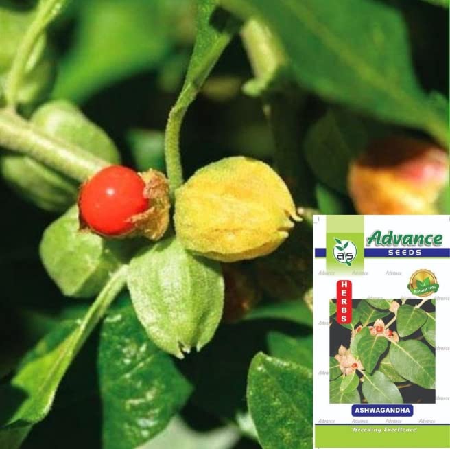 ASHWAGANDHA HERB SEEDS (50 SEEDS / PACKET) : Amazon.in: Garden & Outdoors