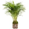 Plante d'intérieur de Botanicly – Palmiste multipliant – Hauteur: 85 cm ...