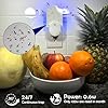 Amazon.com : SmartCatch Flying Insect Trap Plug-in for Gnats, Fruit Flies, Mosquito, House Flies ...