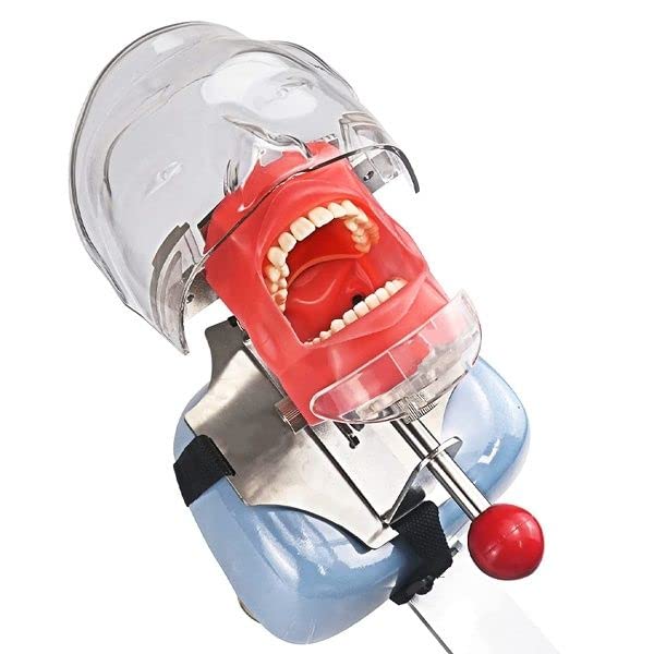 Buy NMD Dental Chair Phantom Head Model Online at Low Prices in India ...