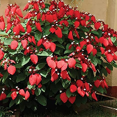 Mussaenda Erythrophylla , Red Flag Bush,Dog-wood Plant LIVE (Red ...