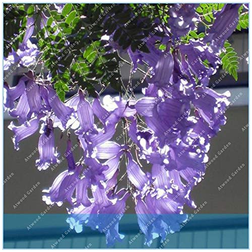 45 Pcs Blue Jacaranda Seeds Jacaranda Mimosifolia Showy S Seeds T Seeds ...