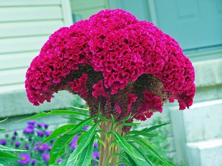 Creative Farmer Flower Seeds : Celosia Cockscomb Dwarf Mix (Cristata ...