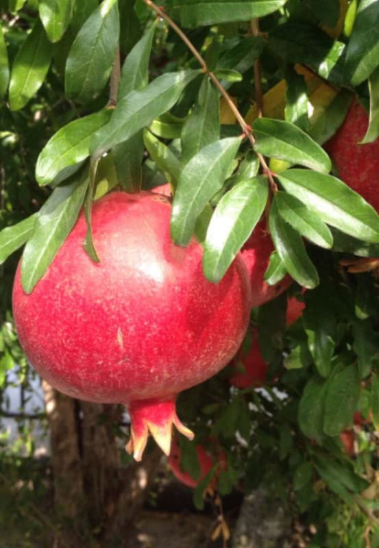 Ritz Farming® Pomegranate fruit seeds | Punica granatum Vareity Anar Fruit Seeds | Fruit Plant ...