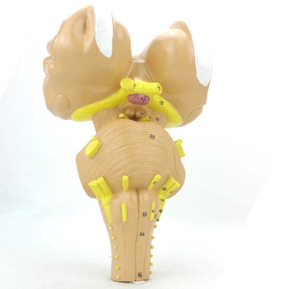 Brain Stem Enlargement Model Anatomical Human Brain Model Medical Human ...